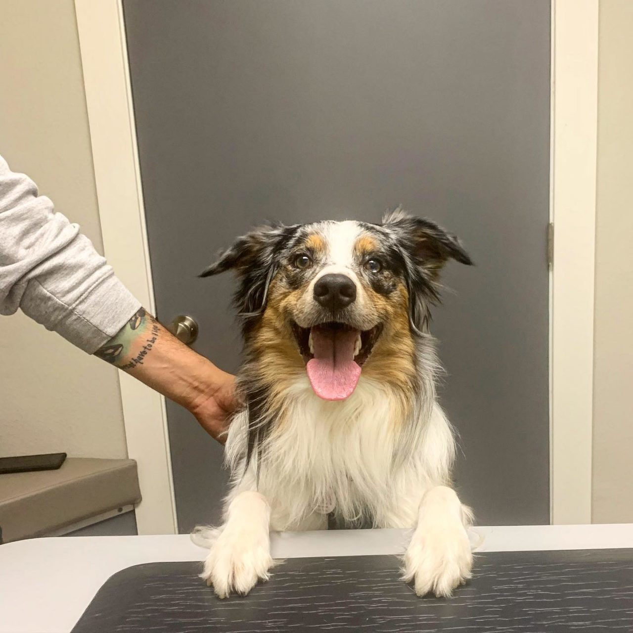 ABC Veterinary Hospital Pacific Beach Gallery | Vet Clinic In San Diego ...