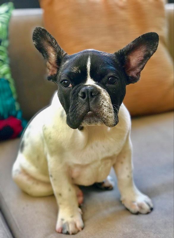 ABC Veterinary Hospital Pacific Beach Gallery | Vet Clinic In San Diego ...