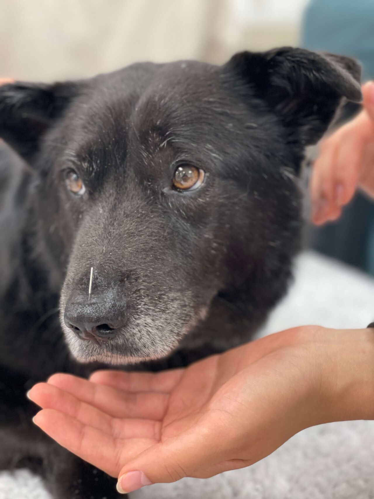 Best Vet Hospital In San Diego, CA | ABC Veterinary Hospital