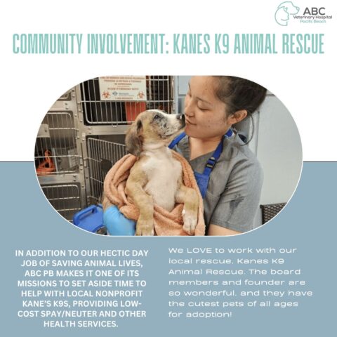 Best Vet Hospital In San Diego, CA | ABC Veterinary Hospital